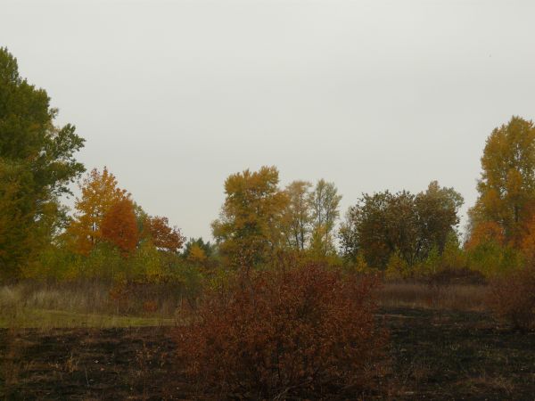 forest side view texture 0007 - Texturelib